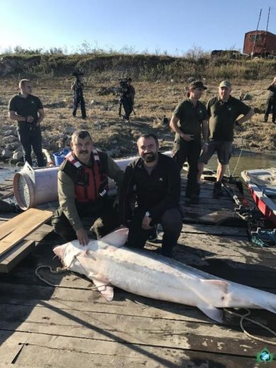 Fetești: Morun de peste 100kg, capturat accidental. Pescarii l-au ...